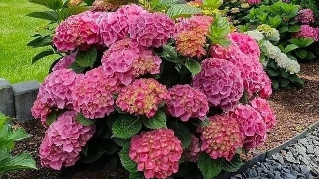 ДЕВЫ🌸 Ваш ИЮНЬ 2026 года. ✨✨✨ Прогноз на картах Таро.