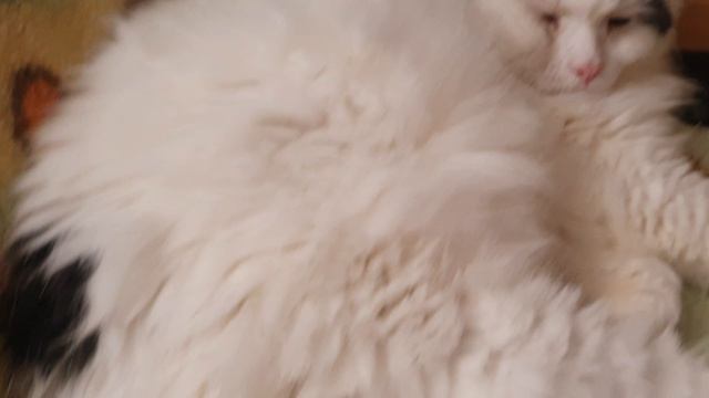 КОТ КУЗЯ