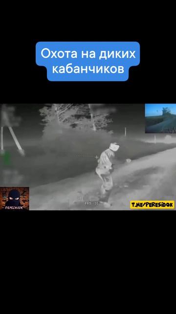 Охота на диких кабанчиков в естественной среде обитания