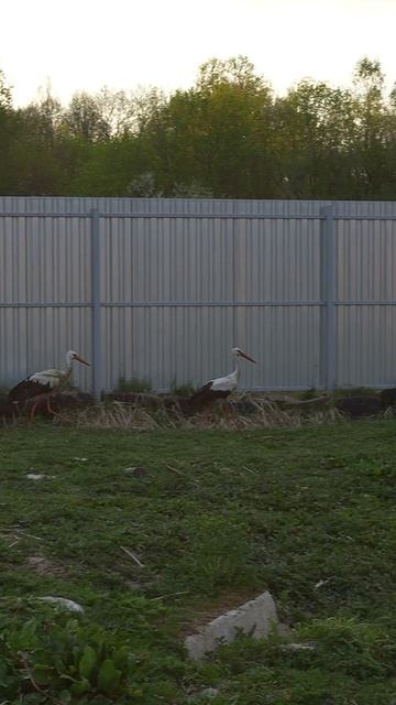 Крылатые друзья: история галок, сорок и аиста Мишки в приюте 🕊️
