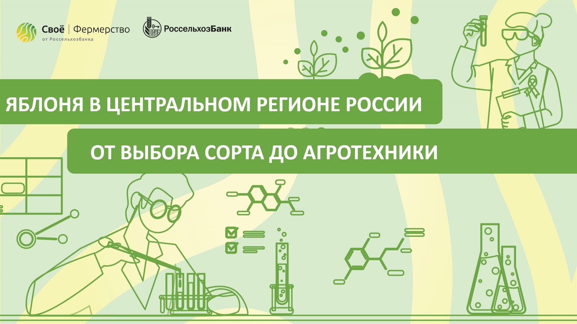 Яблоня в Центральном регионе России: от выбора сорта до агротехники