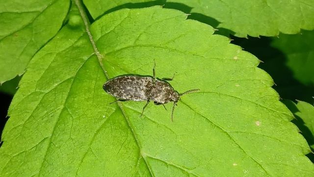 Серый щелкун, или рябоватый щелкун (Agrypnus murinus)
