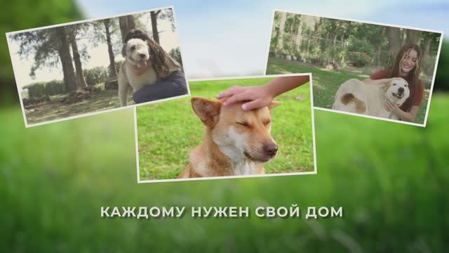 Каждому нужен свой дом