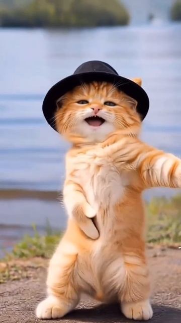 Котики