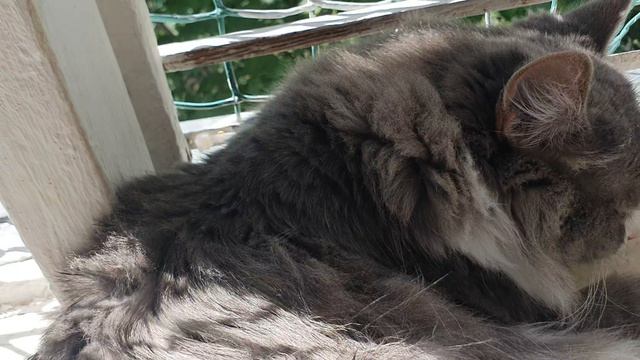 КОШКА Муся