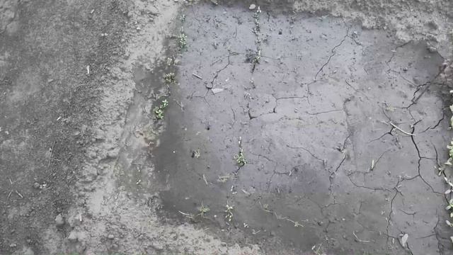 Всходы пастернака и корневой петрушки 1 июня