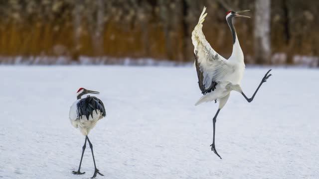Финалисты конкурса Nikon Comedy Wildlife 2025