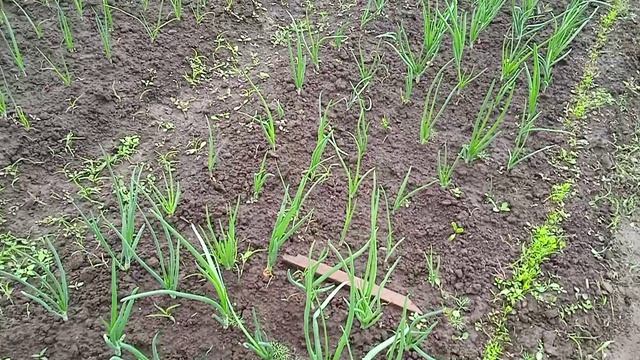Подкормка лука в конце мая - начале июня, для наращивания зеленого пера