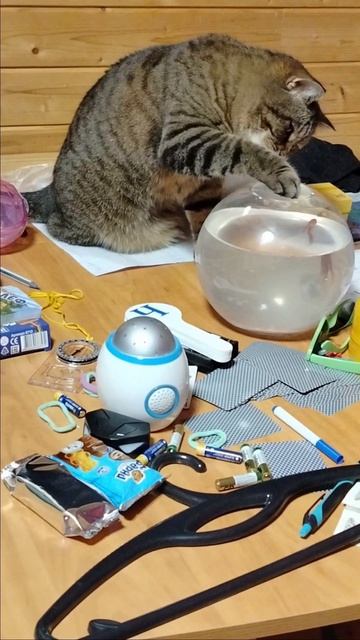 Где ты там? Давай играть