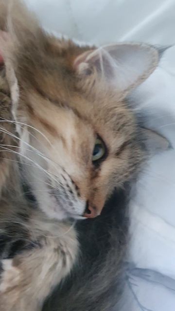 КОШЕЧКА