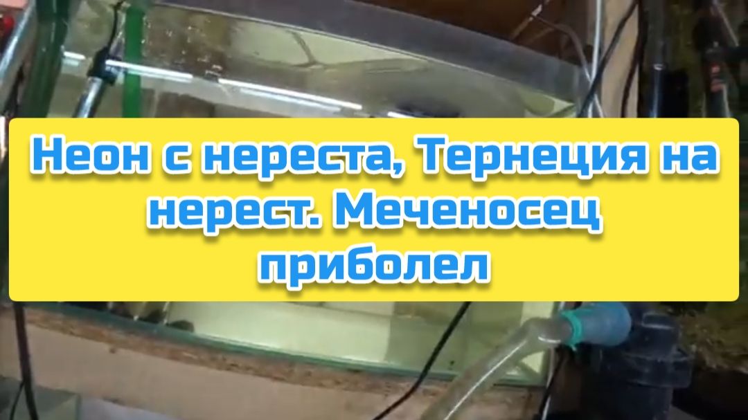 Неон с нереста, Тернеция на нерест. Меченосец приболел
