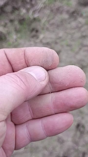 Серебряная монета Ивана Грозного #shorts #серебро #стариннаямонета #грозный #metaldetecting
