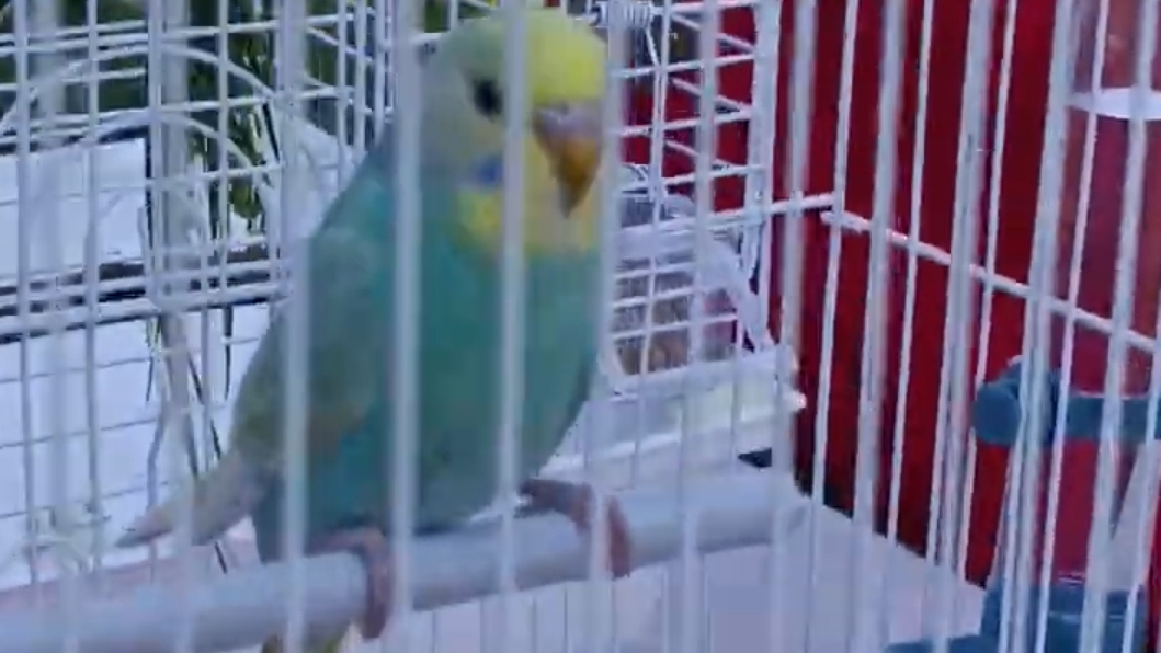 У нас пополнение 🦜 #ангелочеккеша #shorts #попугай