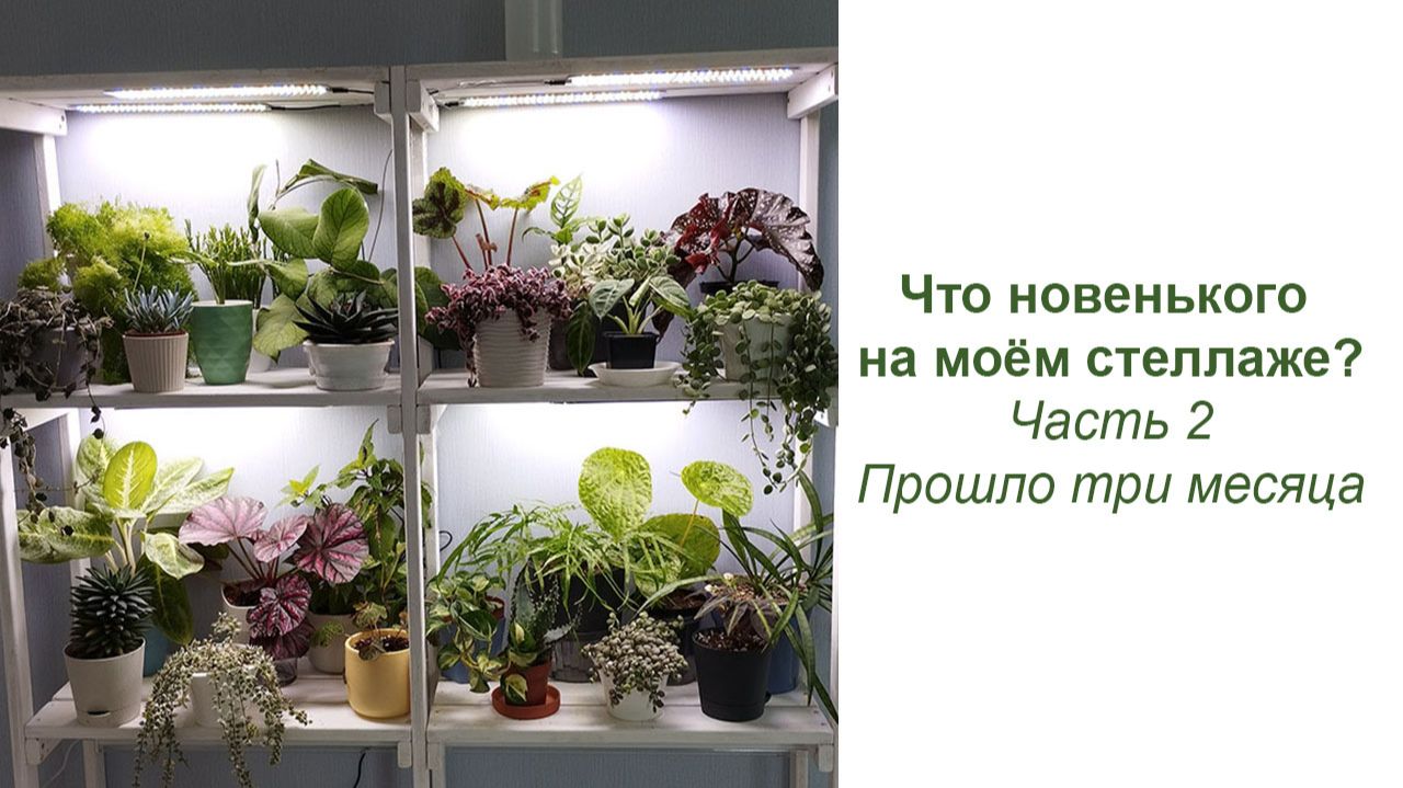 Продолжаю украшать стеллаж. Часть 2. Прошло три месяца