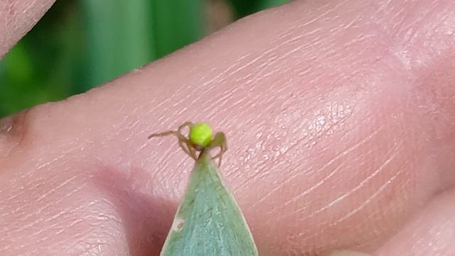 Араниелла тыквообразная (Araniella cucurbitina) - паук семейства Araneidae.