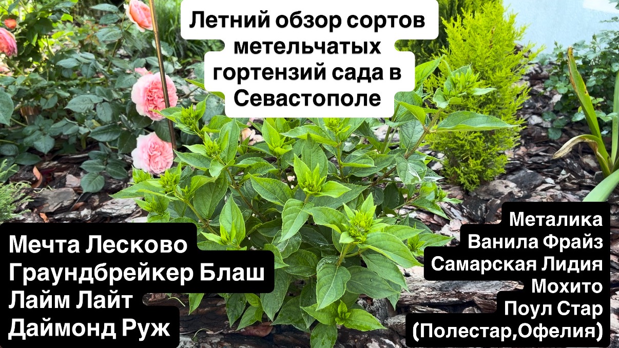 Летний обзор метельчатых гортензий в саду, уход- полив,обрезка,удобрения,обработка от вредителей