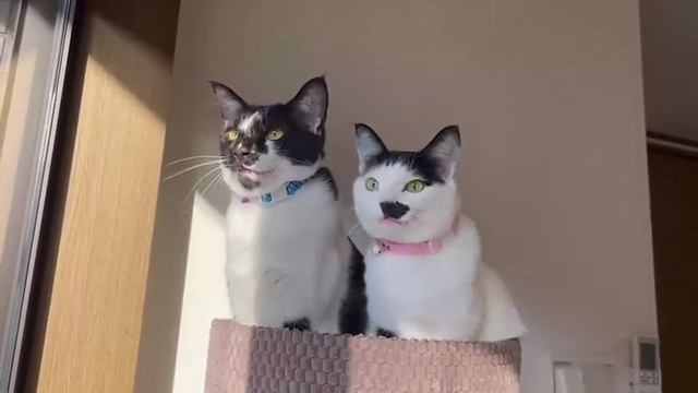 Коты переговариваются.