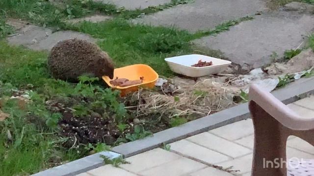 Ёжики пришли в гости