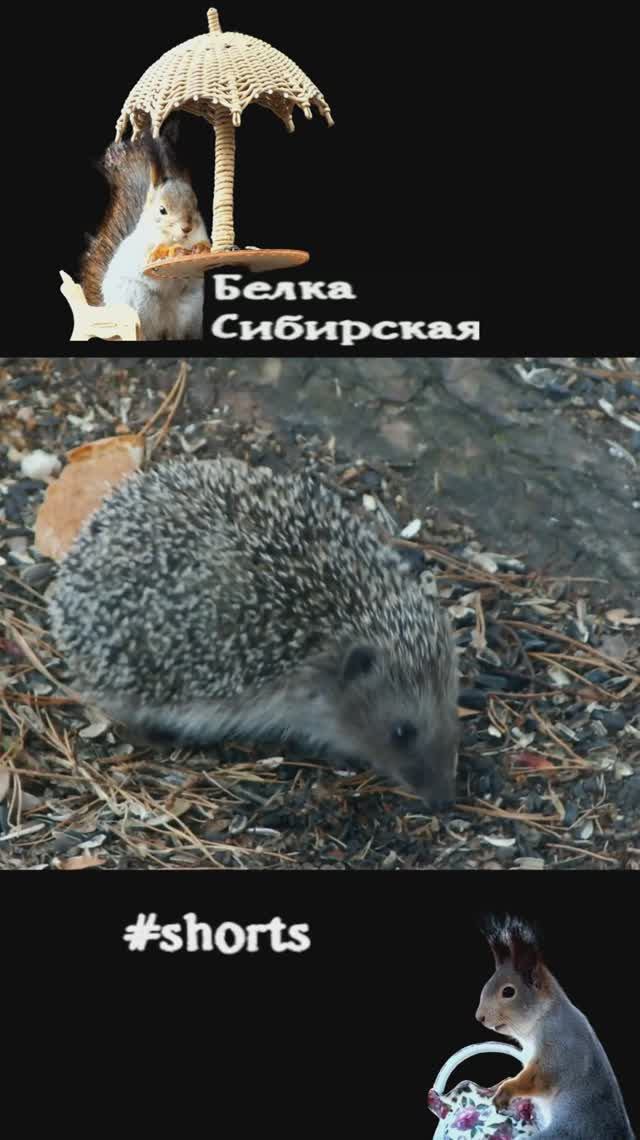 Еж быстро ходит