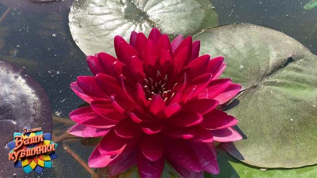 Нимфея Kilauea (Килауэа) кувшинка, waterlily, водные растения, пруд