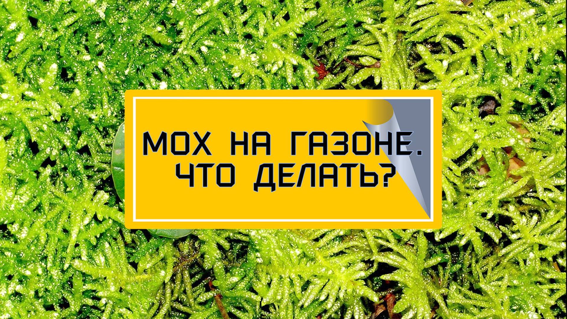 Мох на газоне. Что делать?