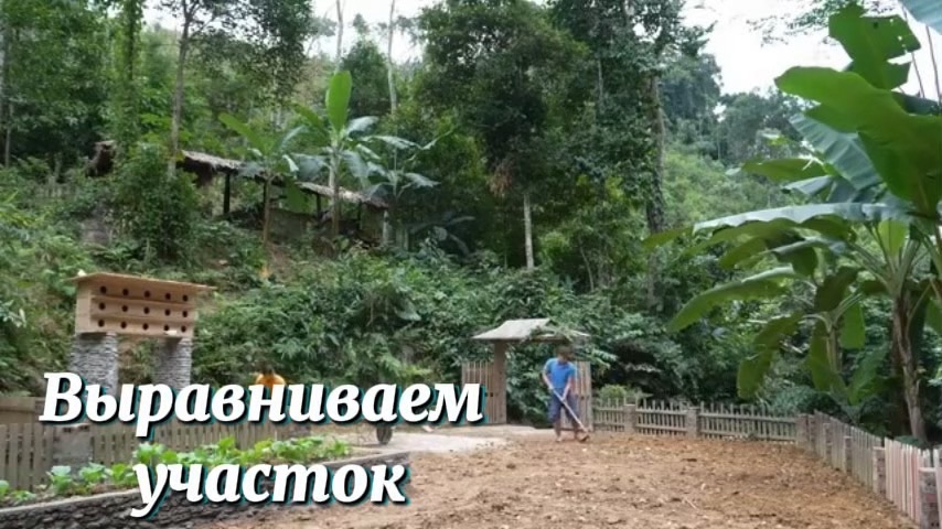Собираем сахарный тростник для продажи, очищаем и выравниваем участок возле дома.