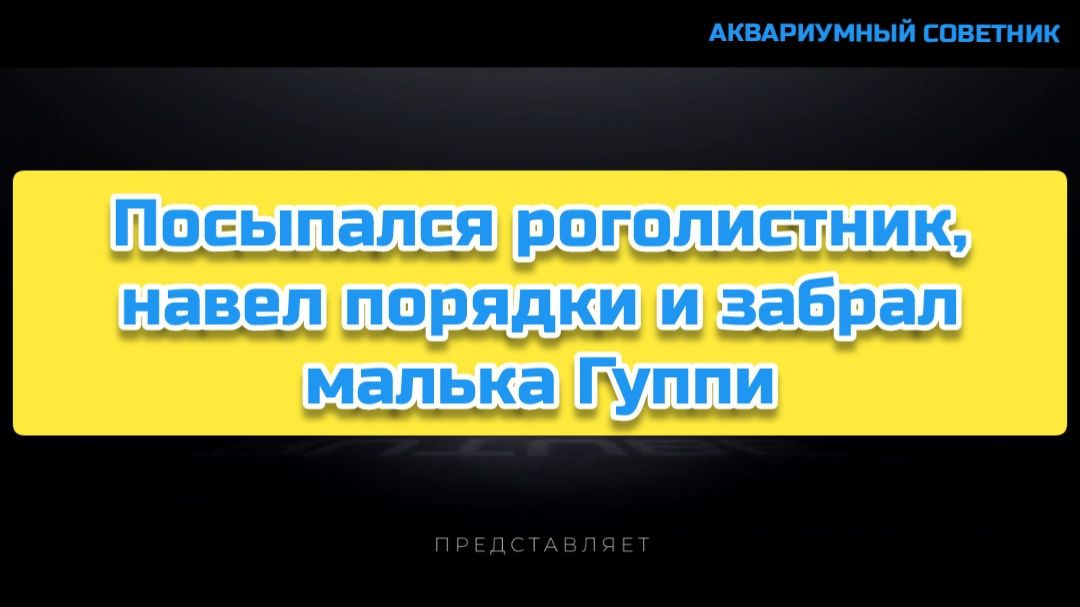 Посыпался роголистник, навел порядки и забрал малька Гуппи