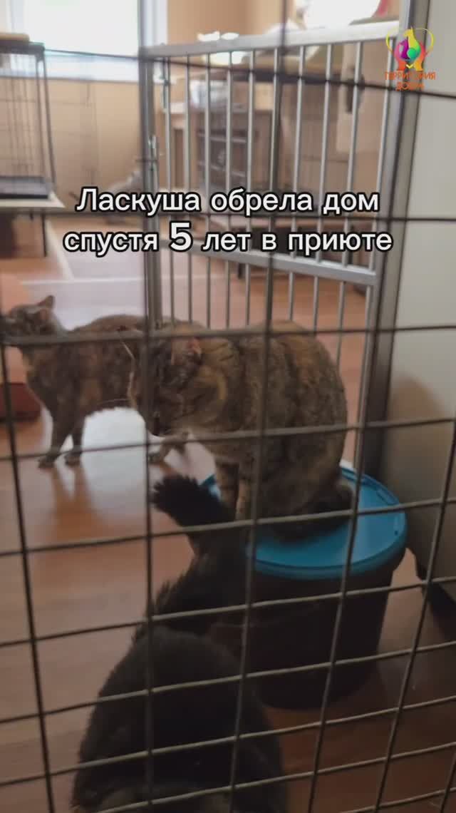 Ласкуша обрела дом после 5 лет в приюте