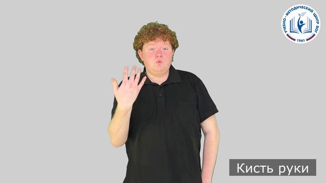 13 - Части тела - Кисть руки