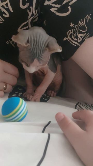 кооооот