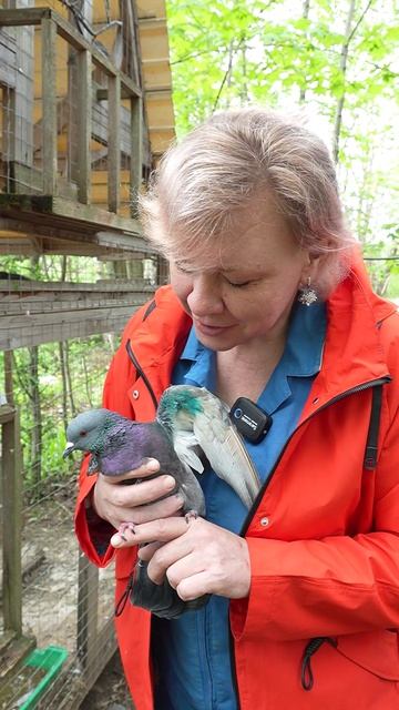 Голубь из Поозерья: история спасения и возвращения к свободе 🕊️