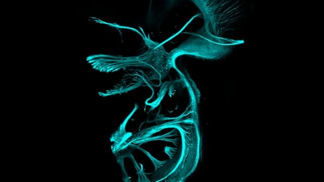 3D визуализация эмбрионов мыши в исследованиях глухоты