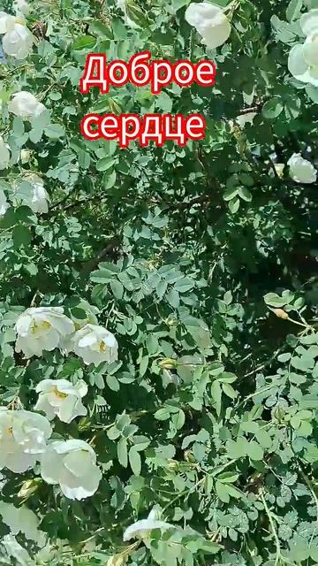 Доброе сердце#Цитаты жизни#