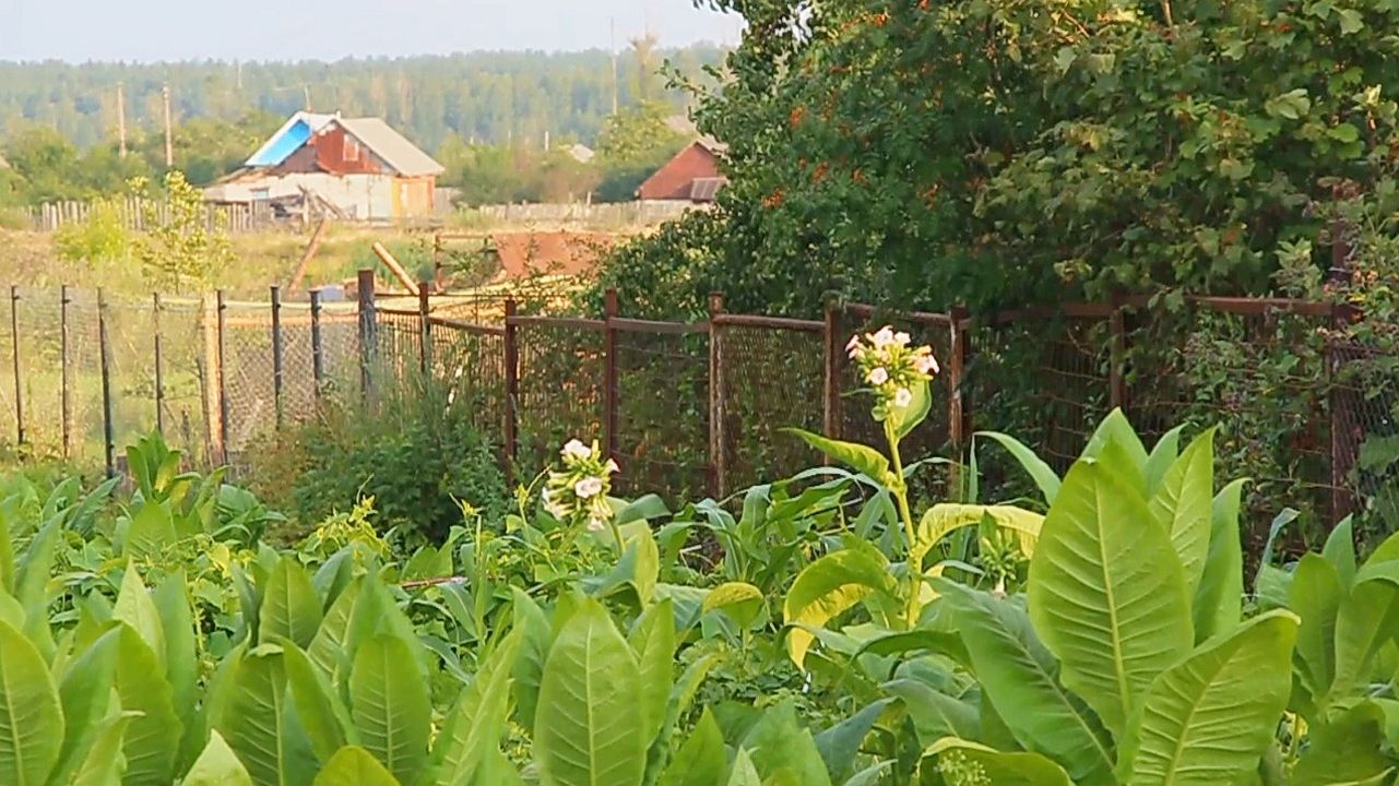 РАСТИМ ТАБАК НА ОГОРОДЕ: обработка листа под сигары - 5 лет назад «Сады порока» 5 сезон 4-1 серия