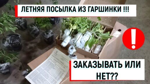 #гаршинка ЛЕТНЯЯ ПОСЫЛКА ИЗ ГАРШИНКИ!!!ЗАКАЗЫВАТЬ ИЛИ НЕТ__#посылкаизгаршинки#посылкассаженцами#где