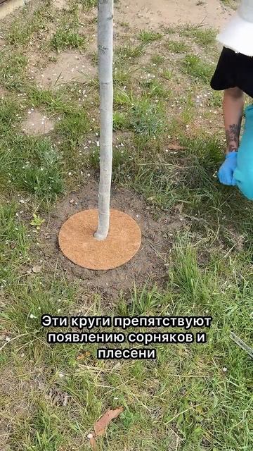 Приствольные круги спасают от сорняков под деревьями