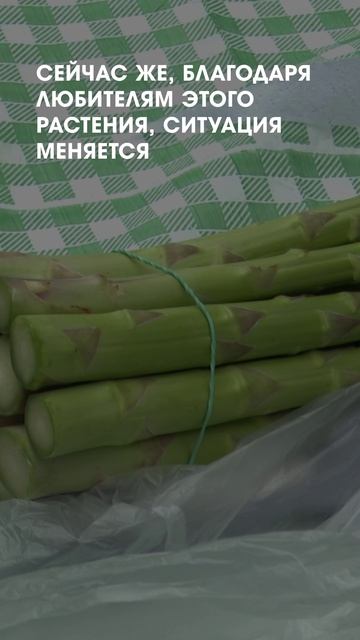 Фестиваль спаржи