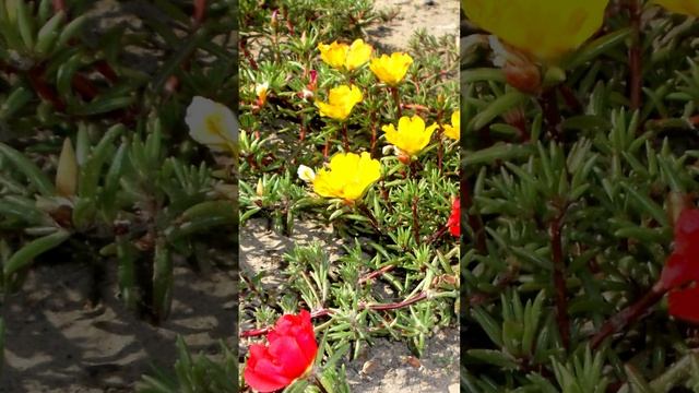 Вот и лето пришло...🌺