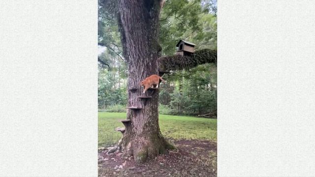 Сказочный уголок в вашем саду: домик под деревом 🌳✨
