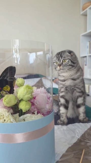 Соня и бабочка ) удивительные приключения домашних питомцев )