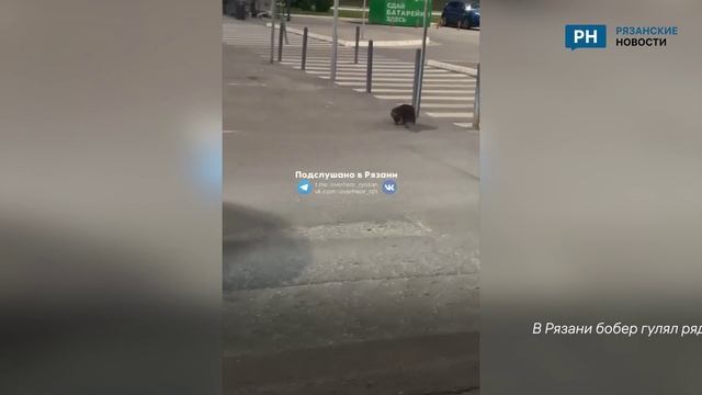 В Рязани на улице заметили бобра