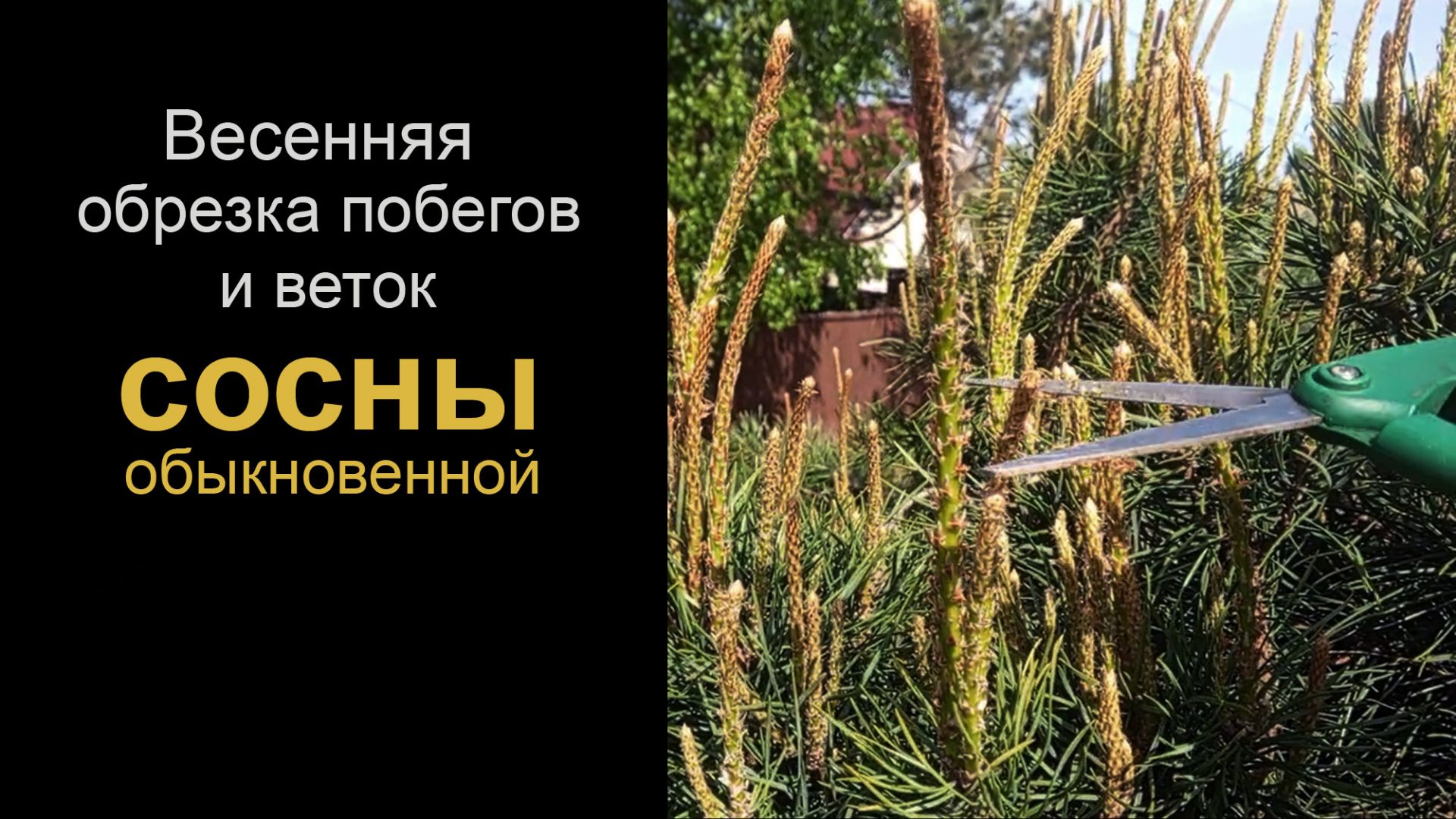 Весенняя обрезка сосны