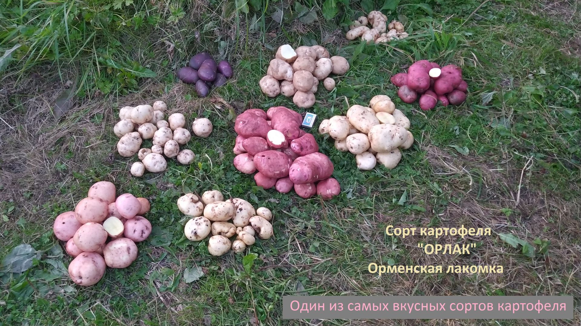 Невероятно вкусный сорт картофеля Орлак (Орменская лакомка)