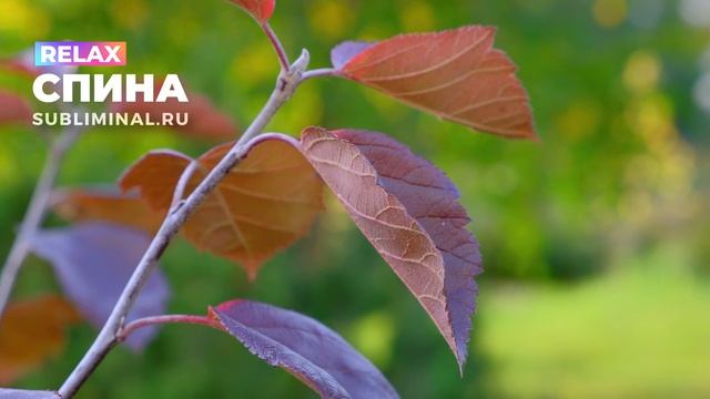 Здоровая спина. RELAX версия. Скрытые аффирмации. Саблиминал.