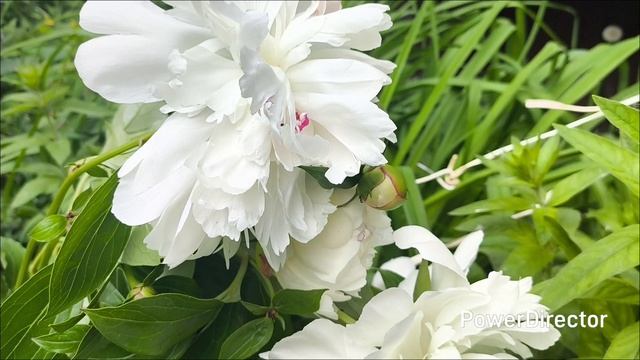 г.Липецк. Пионы в палисаднике. 31.05.26