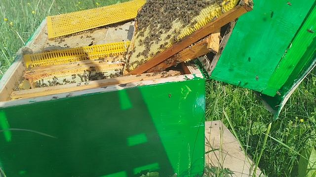 Неудачное видео улей по методу Чайкина.