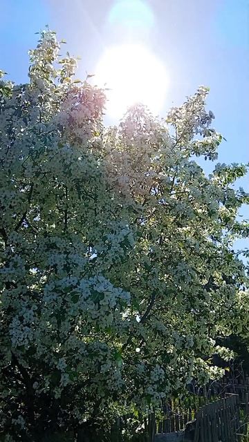 🌳☀️ От души , для души с душой ! 🤗