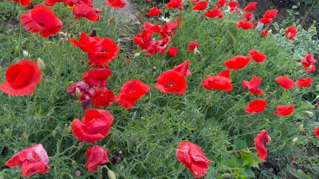 Распустились маки 🌺 Любви все возрасты покорны❤️ Иван Бунин «Маки»🌞 Хрупкость и красота природы💯