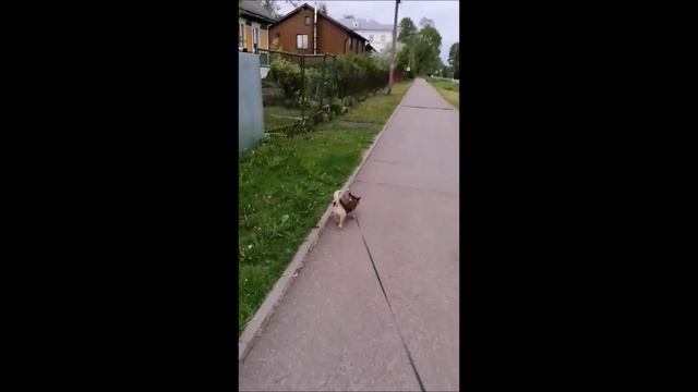 На прогулке с Боней