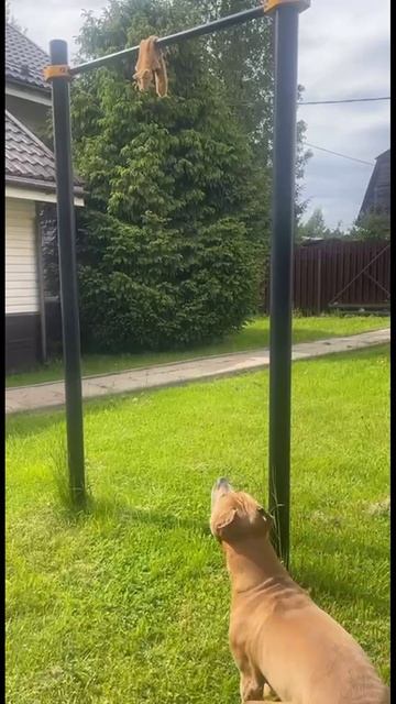 Где моя котлета?!